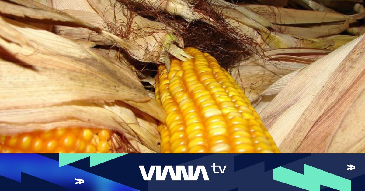 Desfolhada Tradicional regressa a Cerdal com Sarrabulho, Vinhos Novos e ...