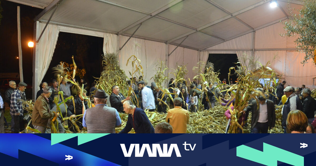 Valença: Este fim de semana, Cerdal relembra a “tradicional desfolhada ...