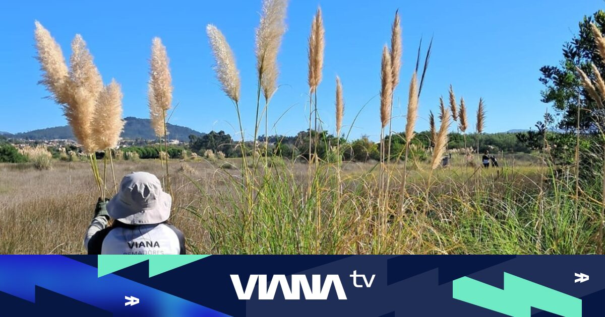 Viana do Castelo promove ação de controlo da erva-das-pampas nas Ínsuas ...